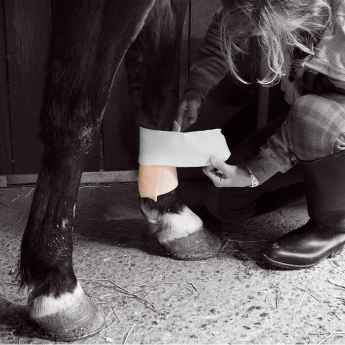 Animal Polster online bestellen