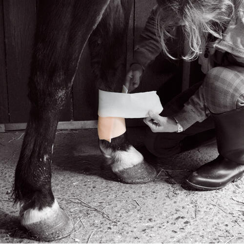 Animal Polster kaufen